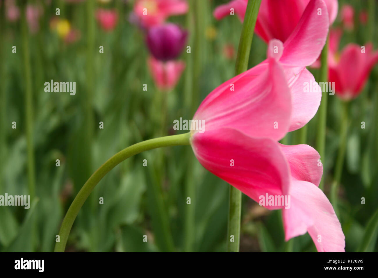 Profile of Bright Pink Tulip blooming Stock Photo - Alamy