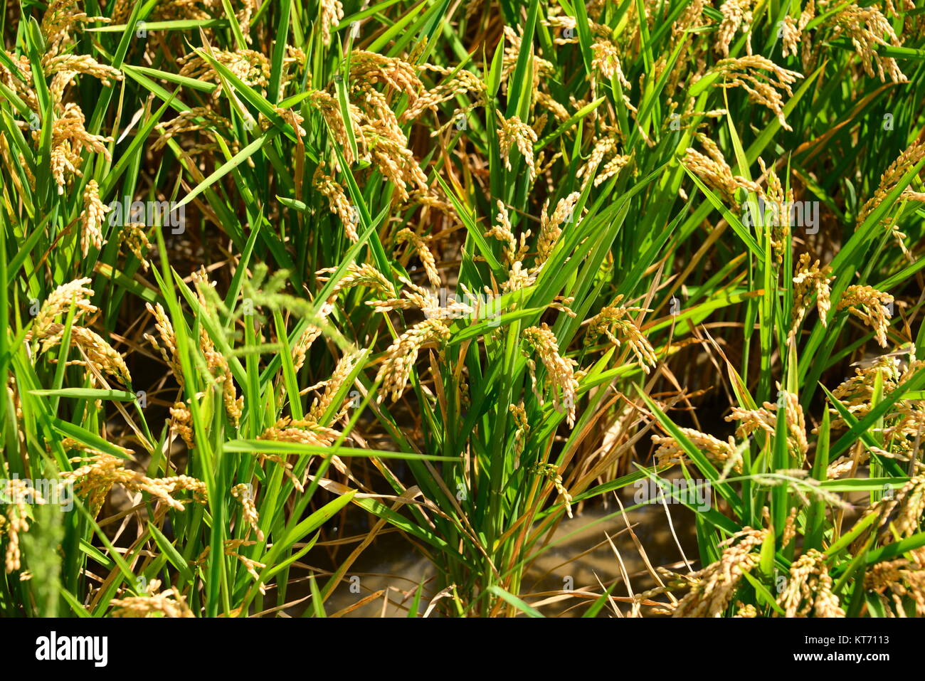 rice field in spain Stock Photo - Alamy