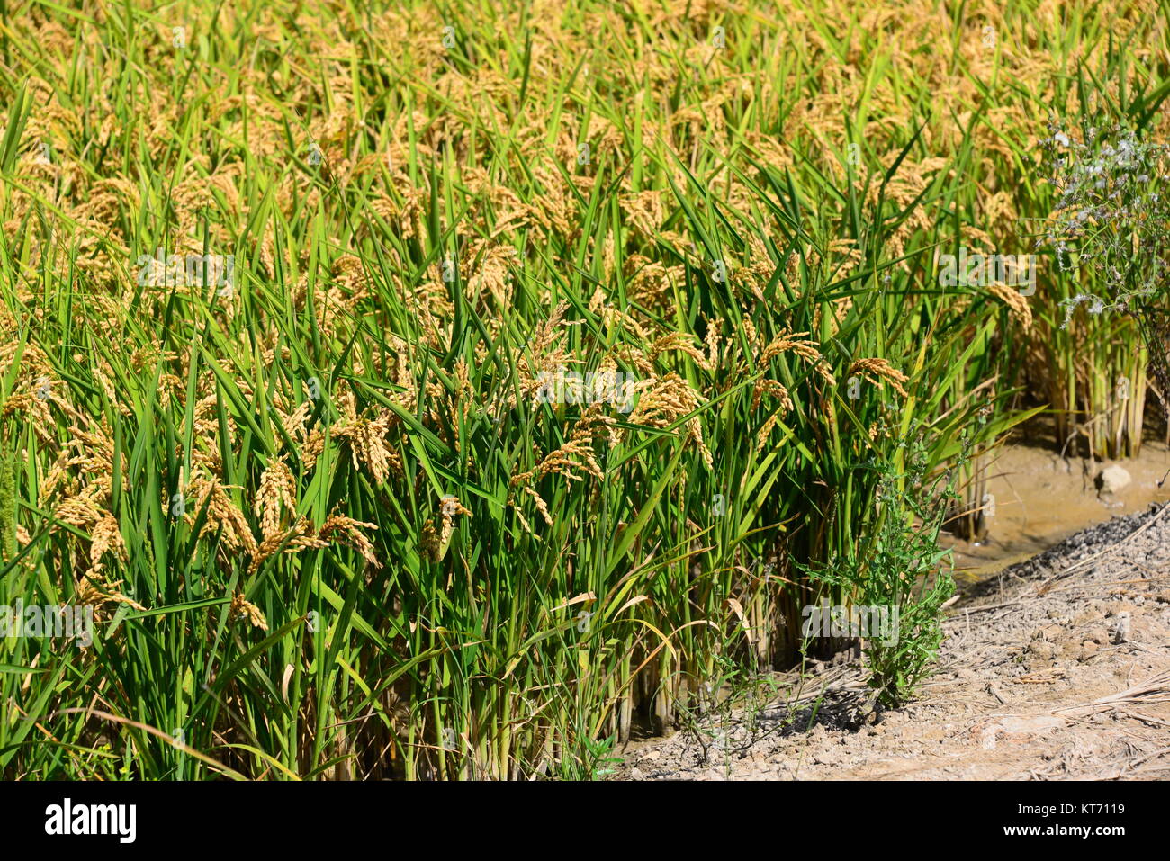 rice field in spain Stock Photo - Alamy