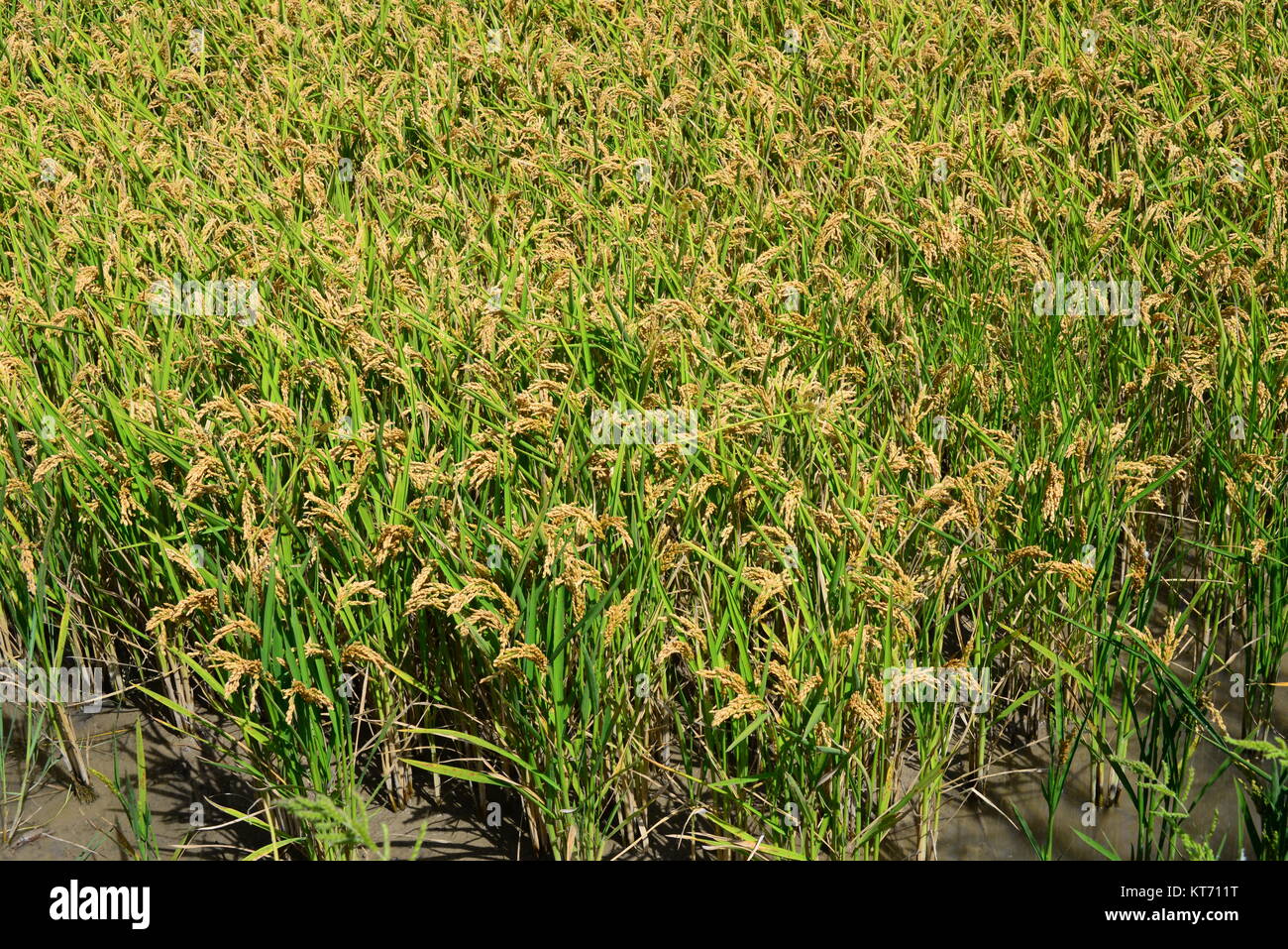 rice field in spain Stock Photo - Alamy