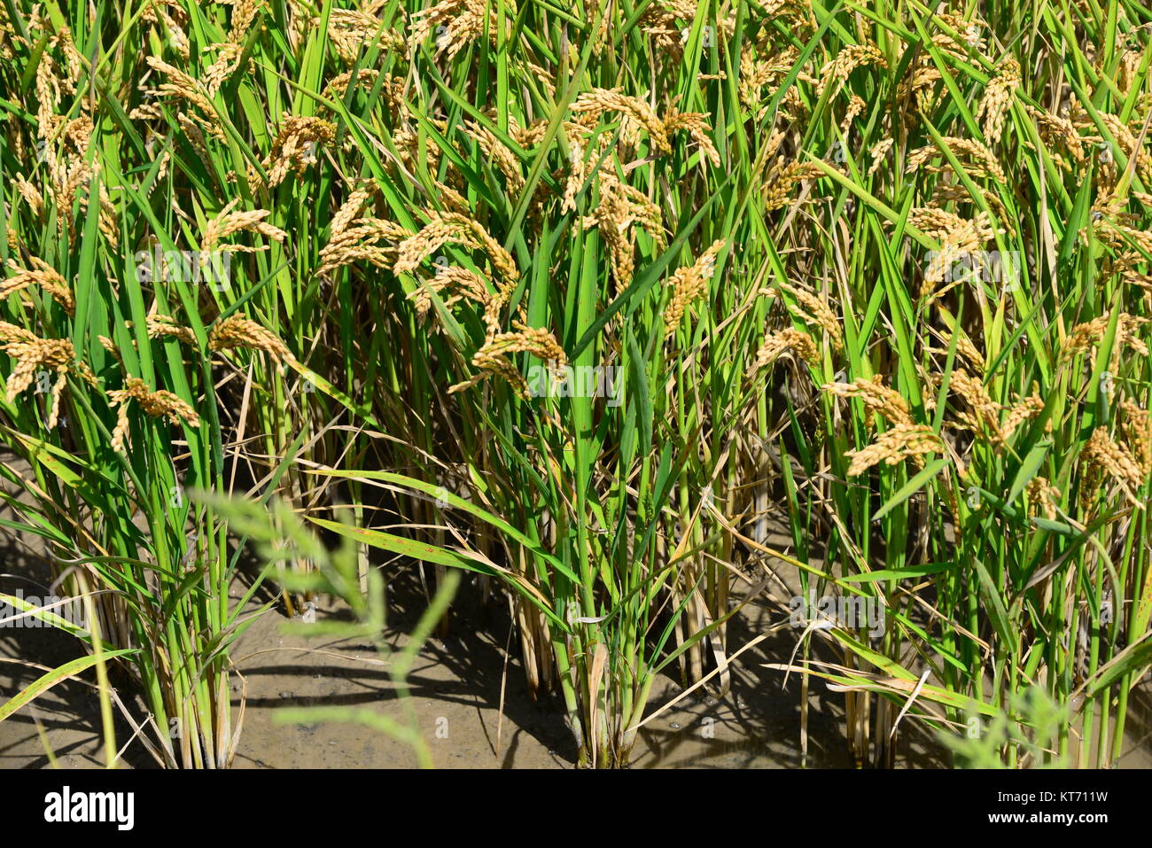 rice field in spain Stock Photo - Alamy