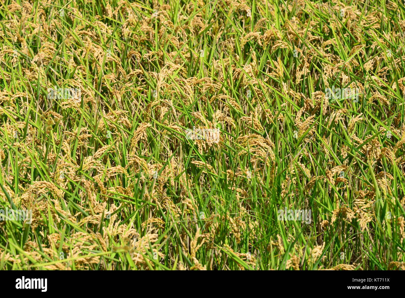 rice field in spain Stock Photo - Alamy