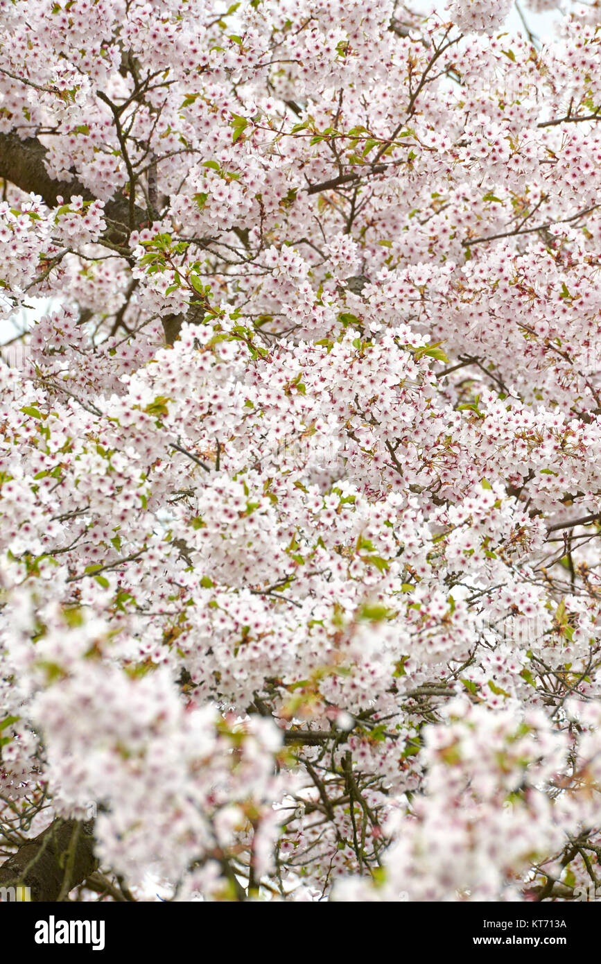 cherry tree blossoms in april Stock Photo - Alamy