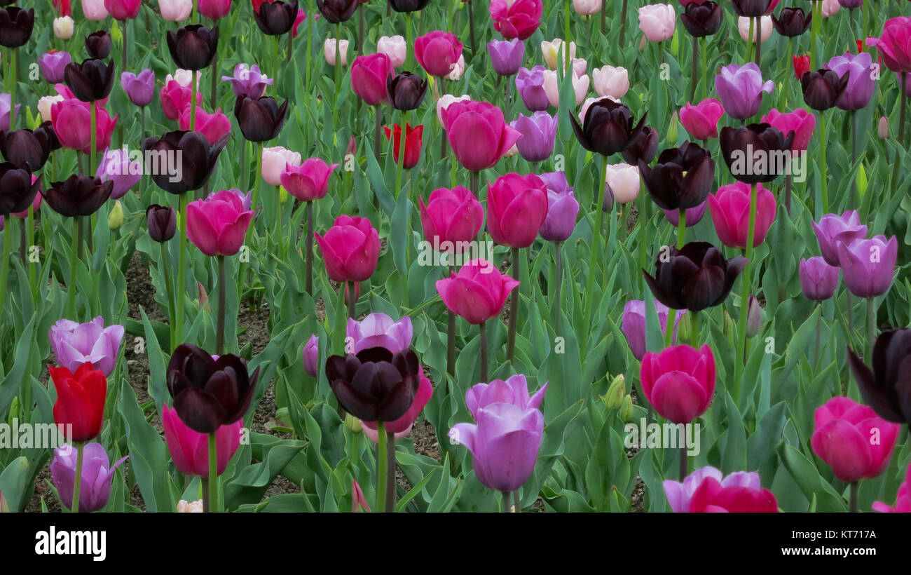Bright Colorful tulips in the garden Stock Photo - Alamy