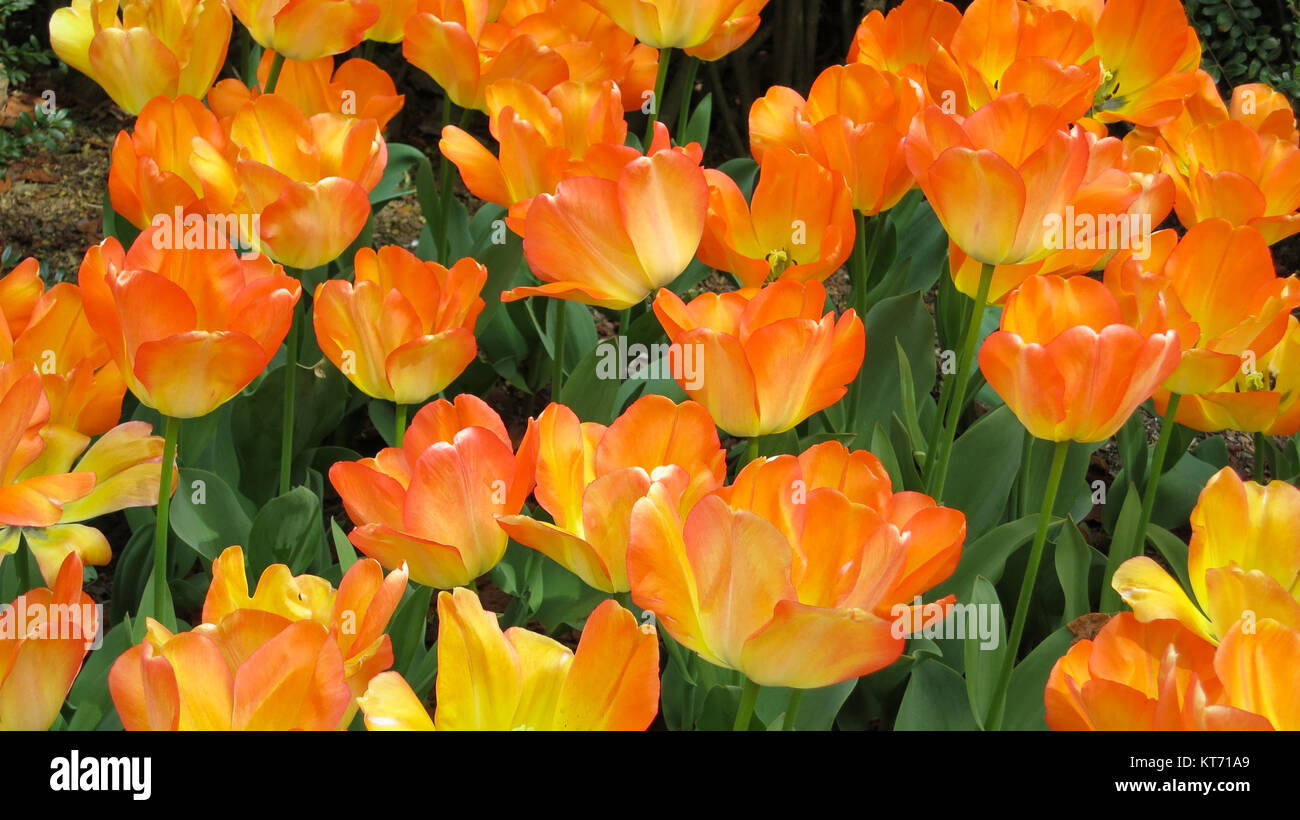 Orange and Yellow Tulips Stock Photo - Alamy