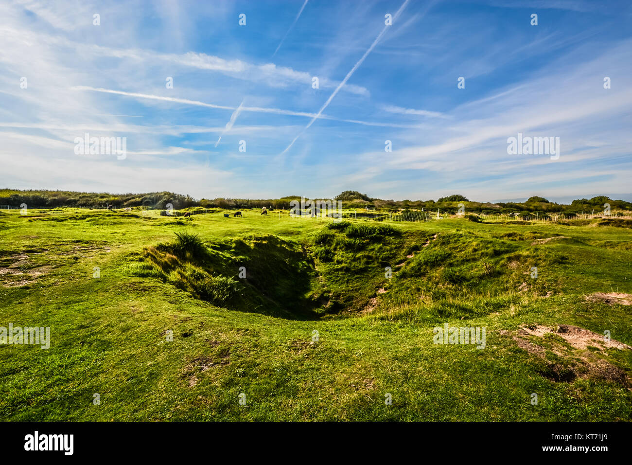 Sheep graze near a World War 2 bomb crater at the Normandy Coast of the ...