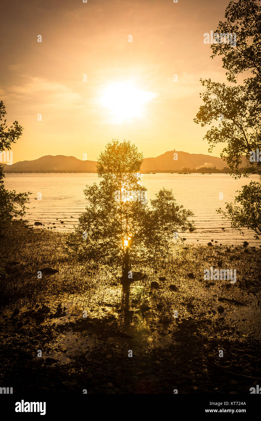 Mangrove tree with sunset Stock Photo - Alamy