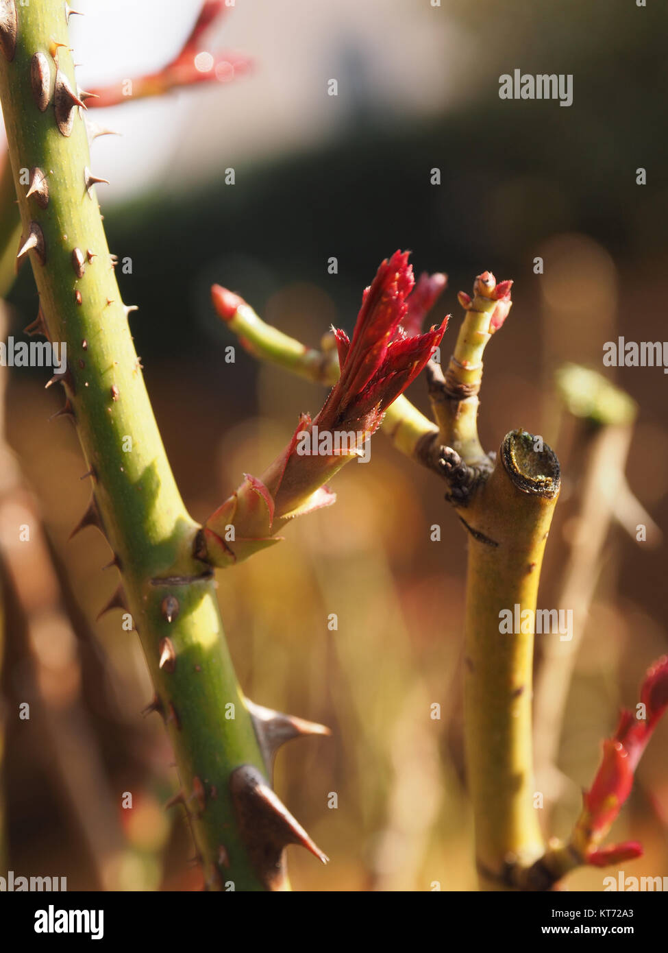 Close up of a growing rose, spring time is coming Stock Photo - Alamy