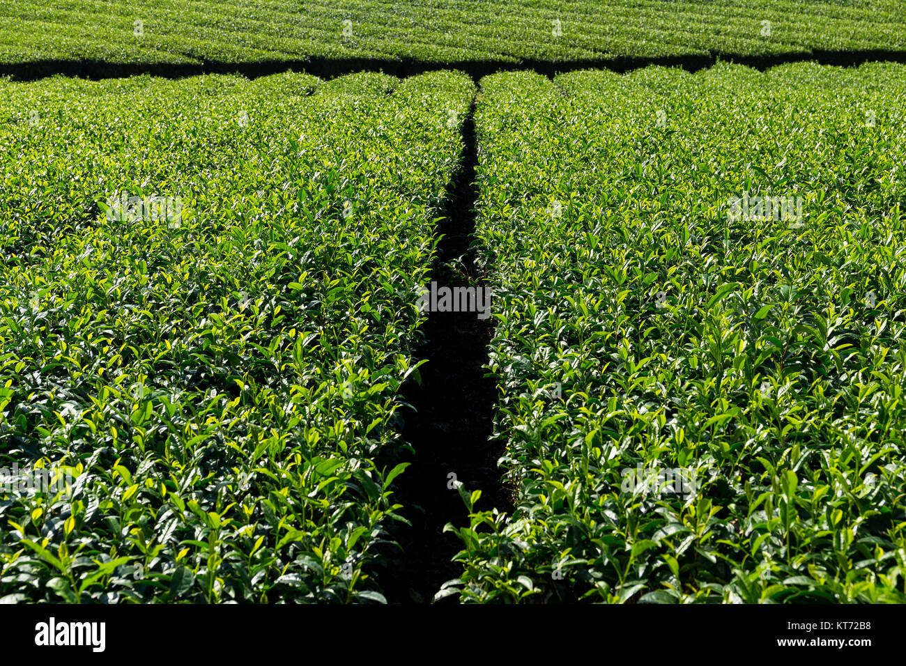 Beautiful fresh green tea tree plantation Stock Photo - Alamy