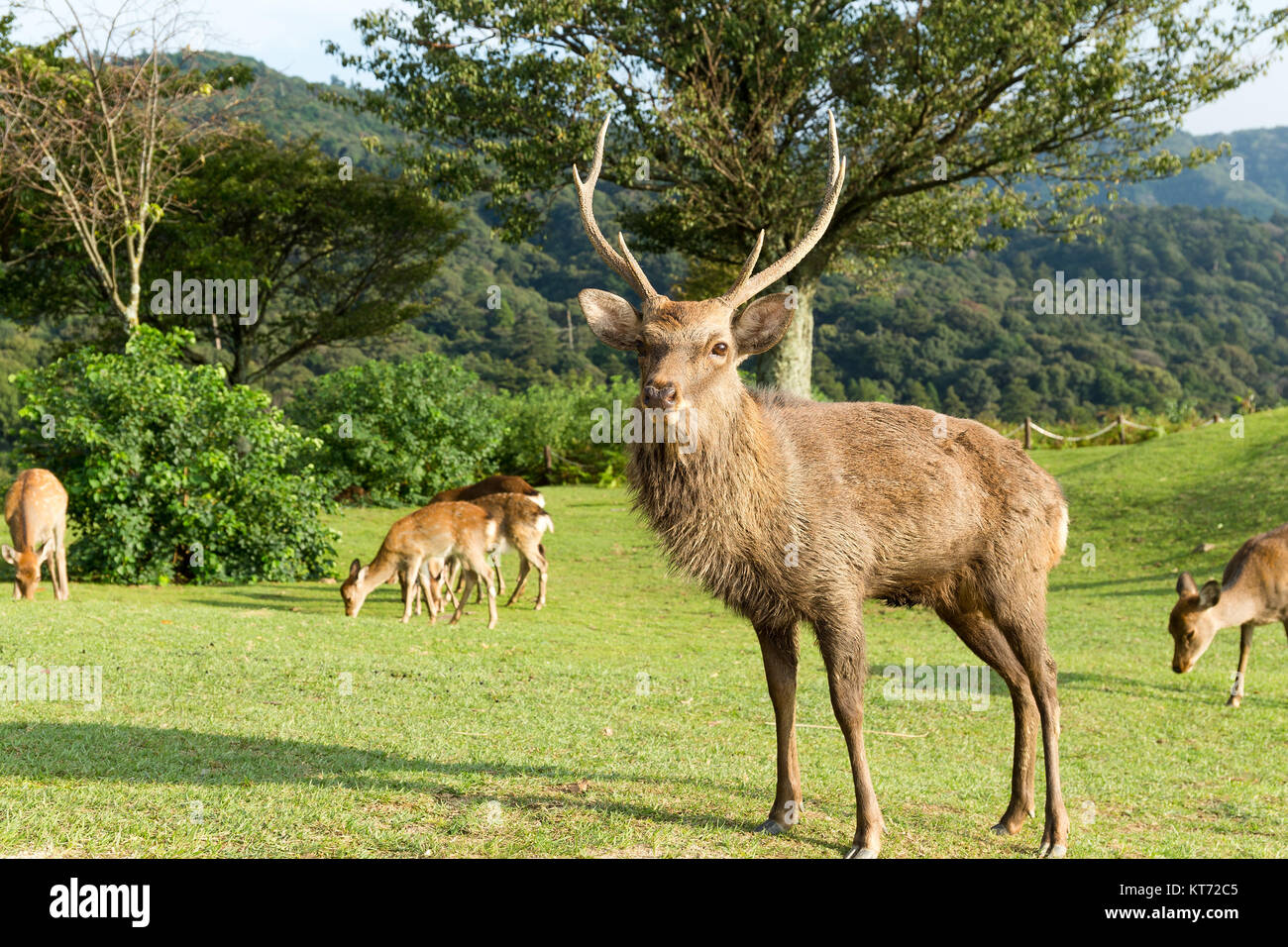 Nara male deer Stock Photo - Alamy