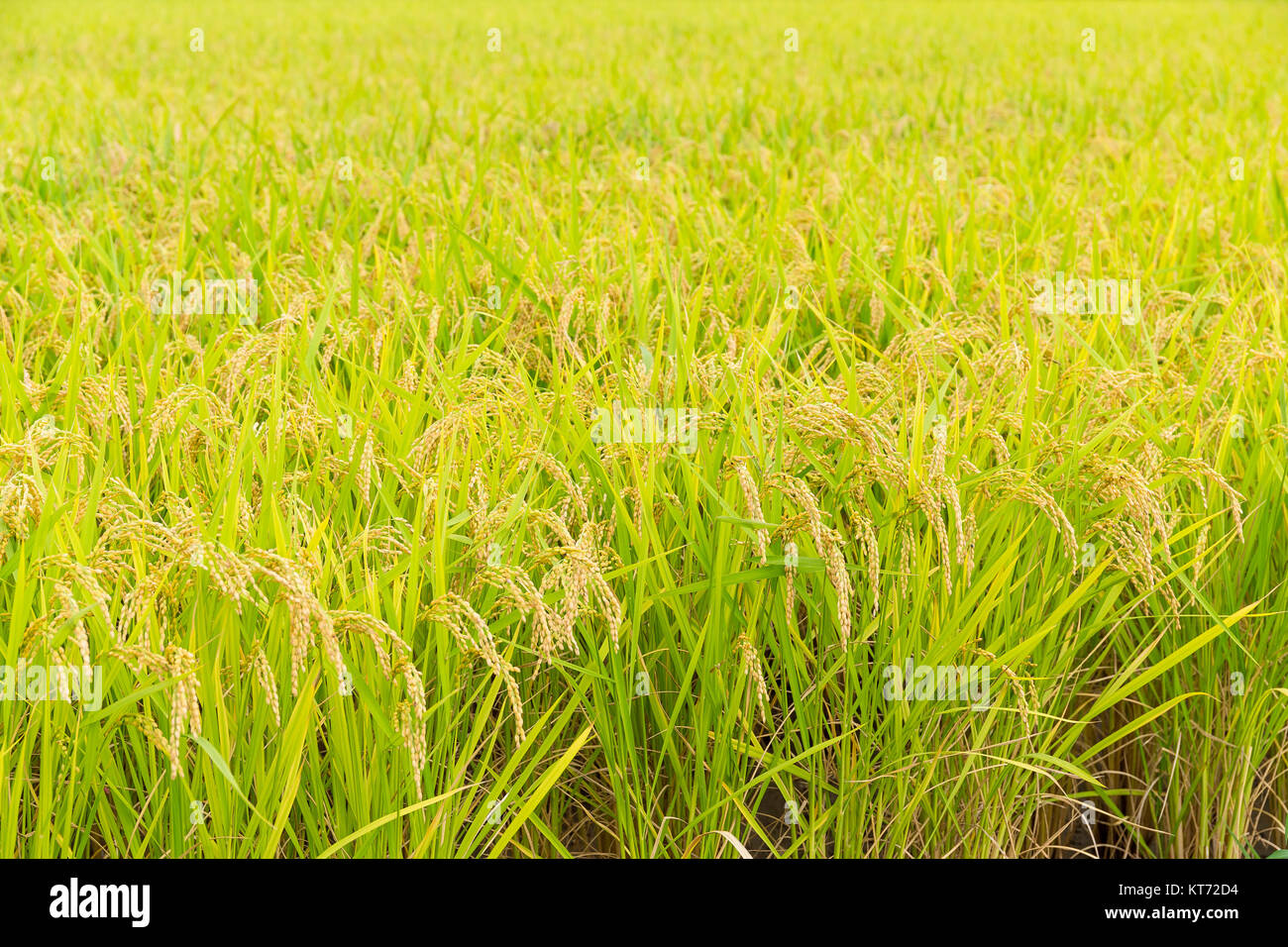 Fresh Rice field Stock Photo - Alamy