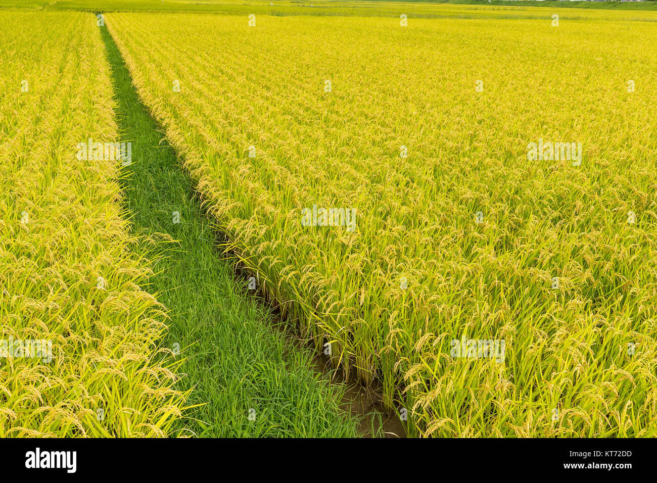 Green paddy rice field Stock Photo - Alamy