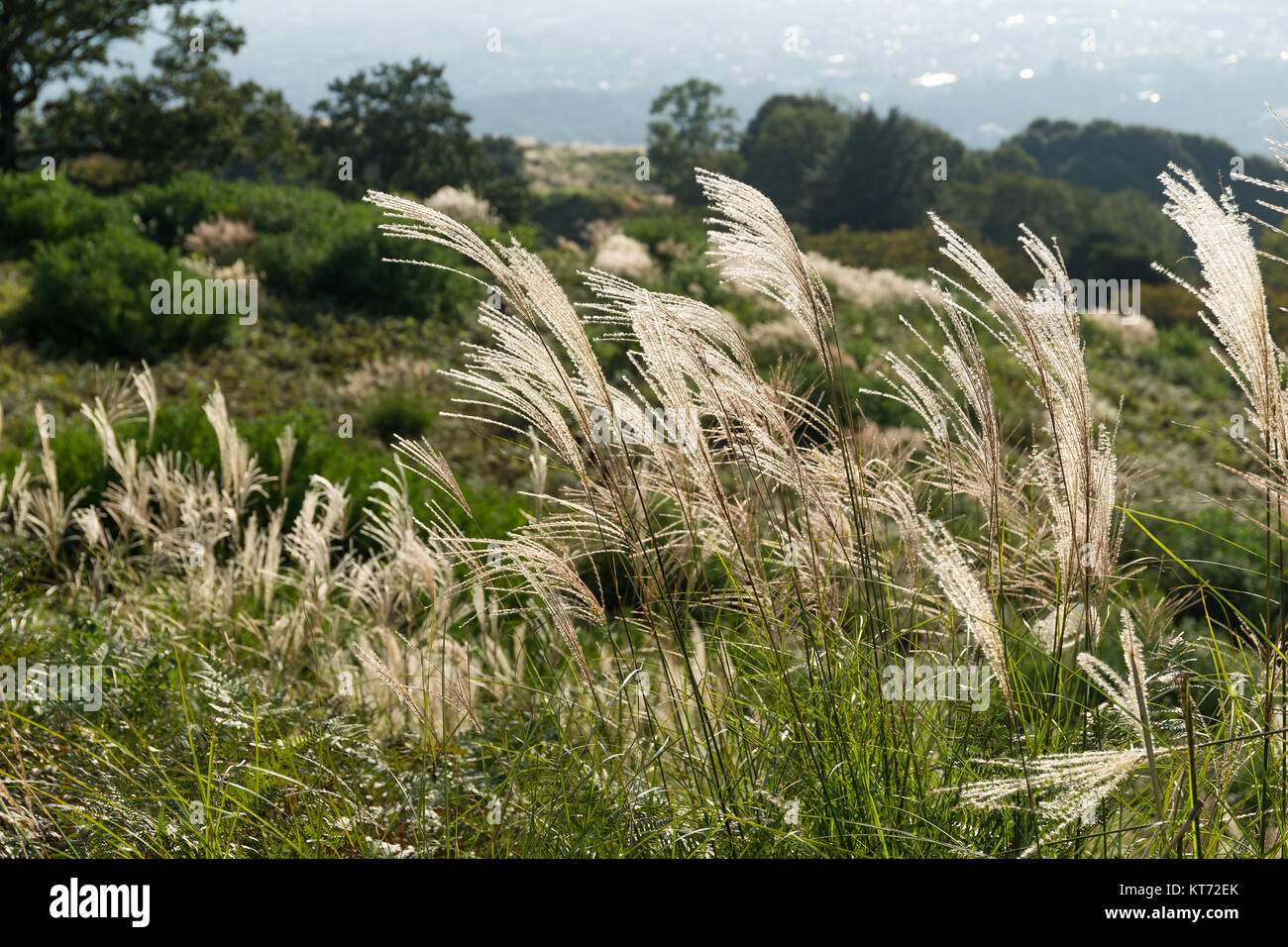 Tall yellow grass slope hi-res stock photography and images - Alamy