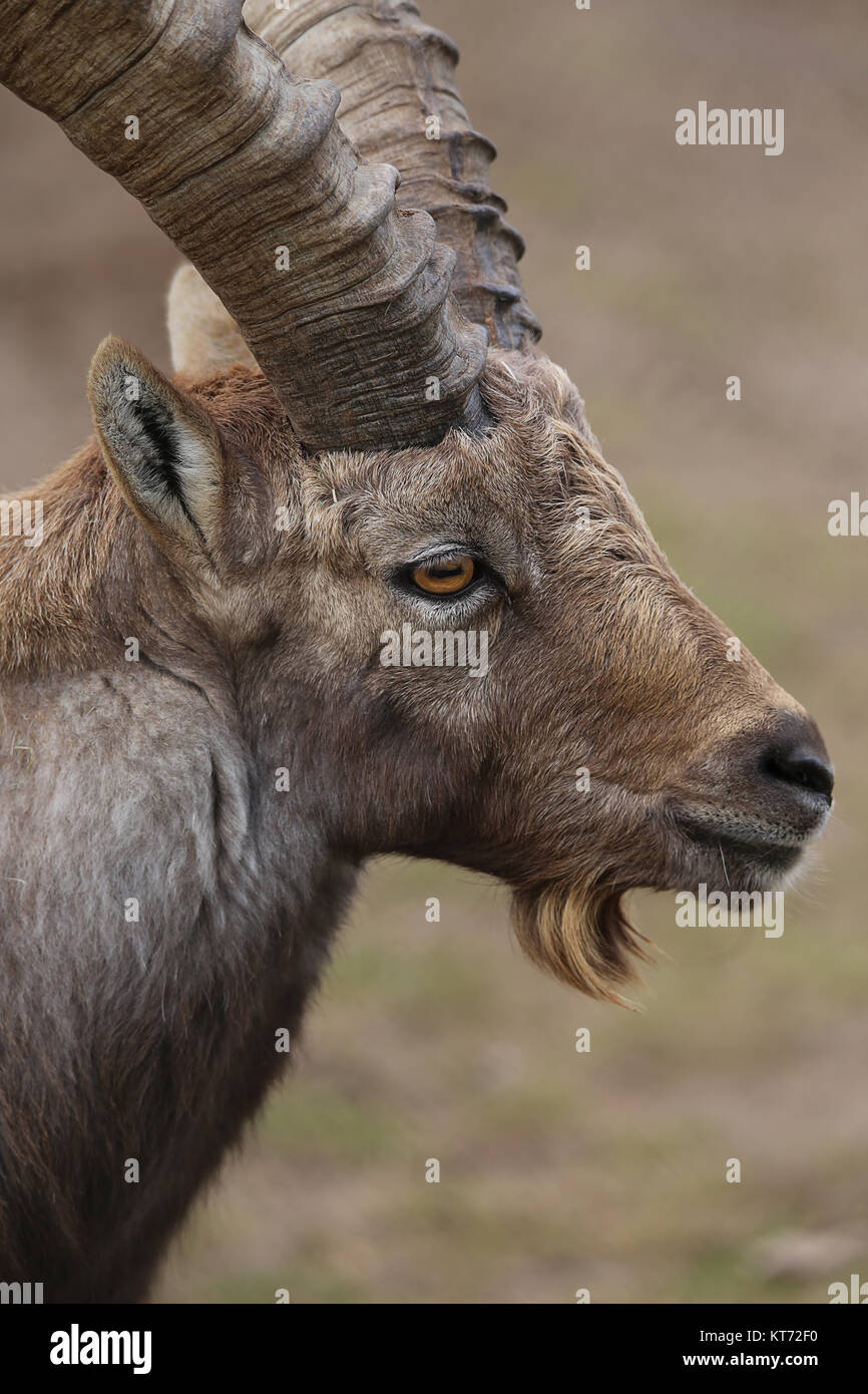 portrait of male ibex capra ibex in side view Stock Photo - Alamy