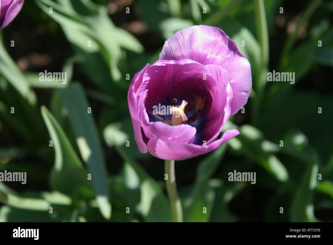 Open faced flowers hi-res stock photography and images - Alamy