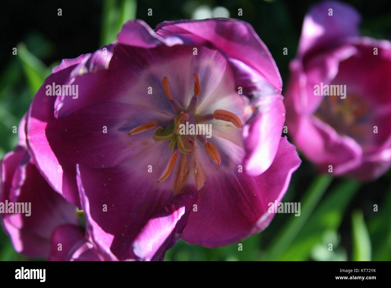 Open Purple Tulip Close up Stock Photo - Alamy