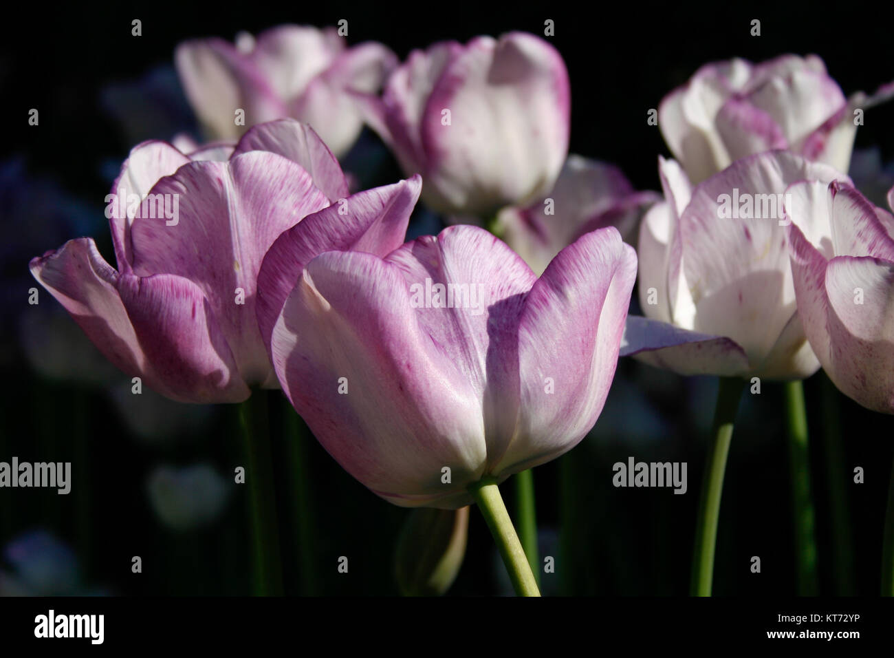Delicate Lavender and White Tulips Stock Photo - Alamy