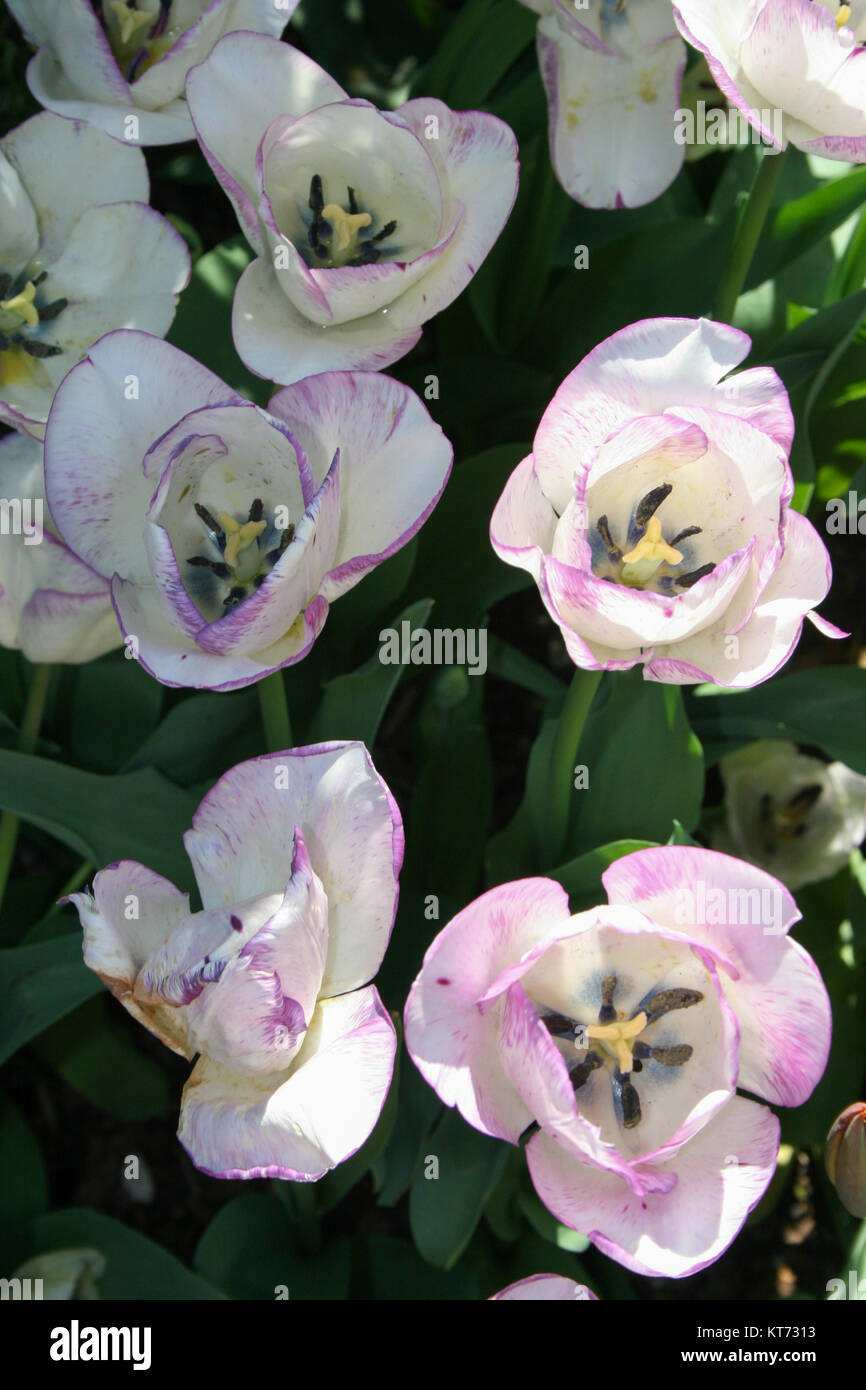 Long stem tulips hi-res stock photography and images - Alamy
