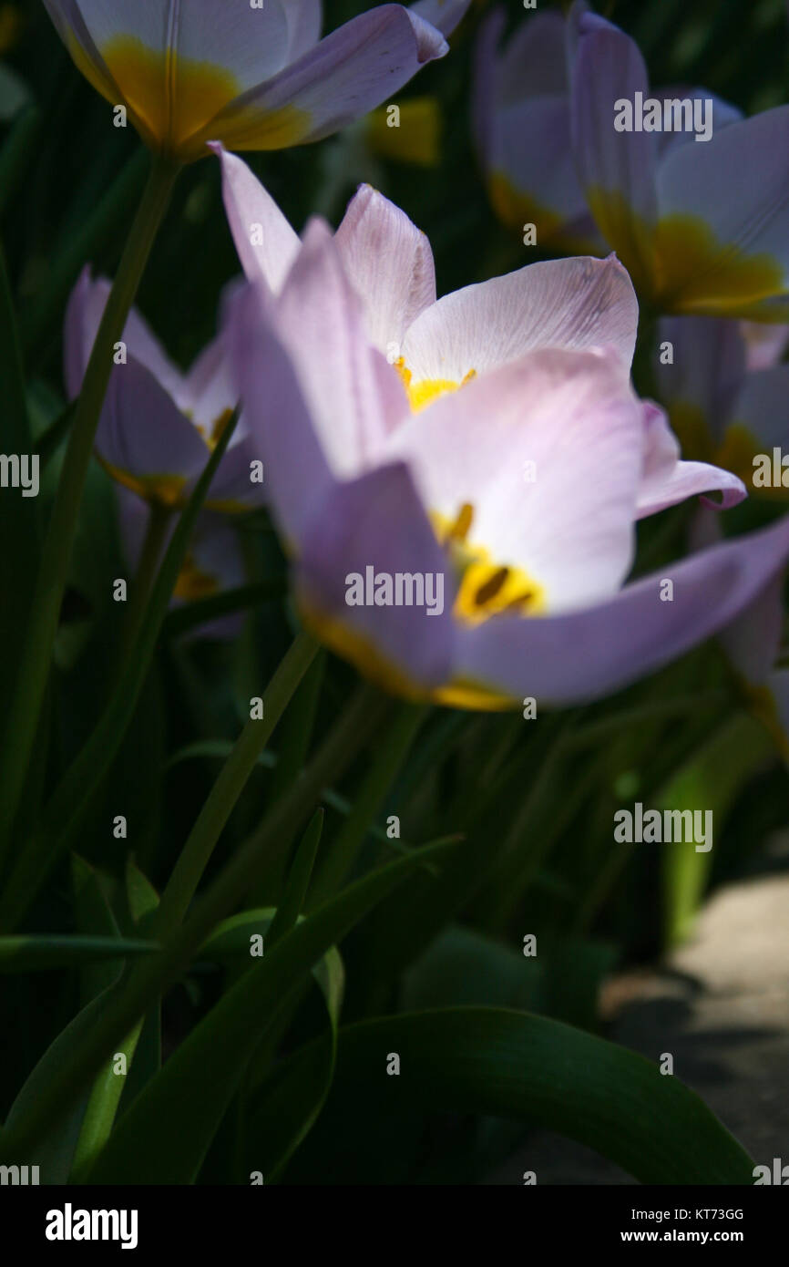 Lavender Crocus under the sun Stock Photo - Alamy