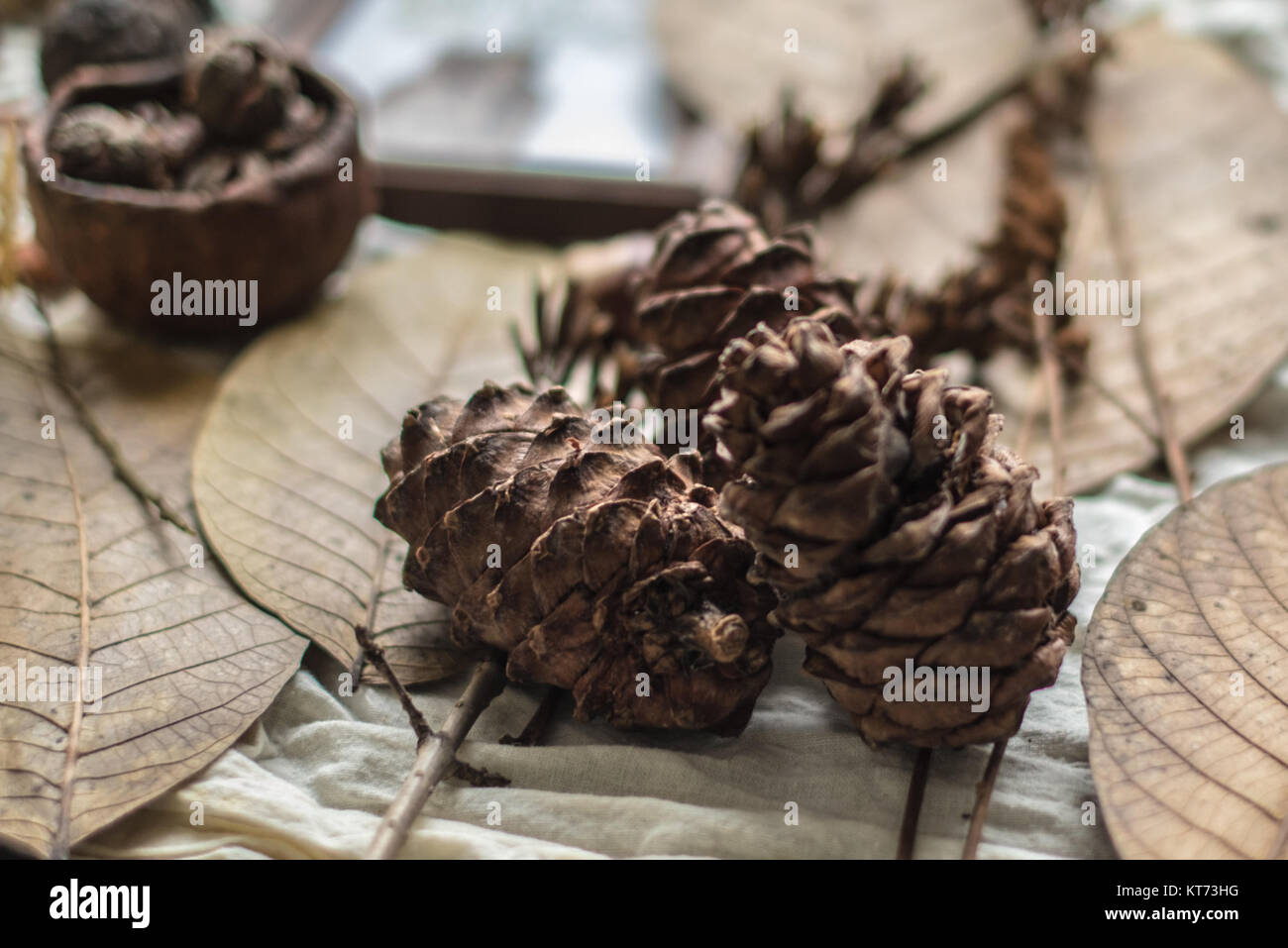 Pine cones and leaves Stock Photo - Alamy