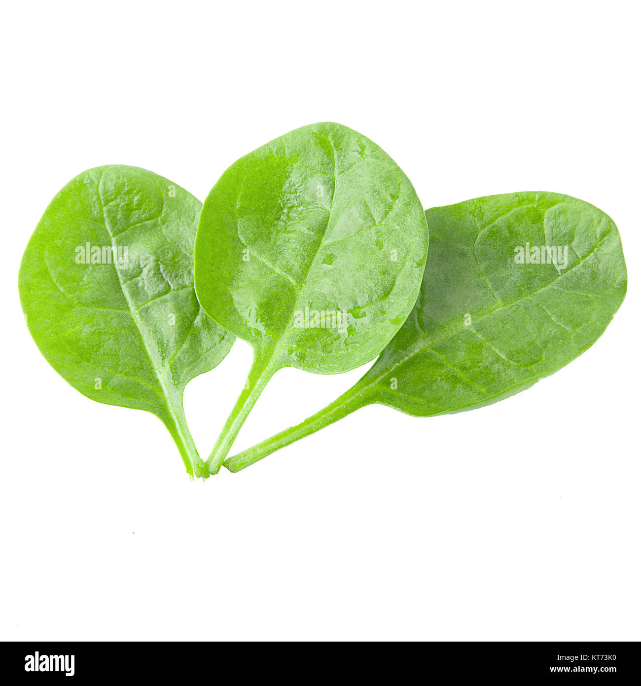 Isolated valerian leaves on white Stock Photo - Alamy
