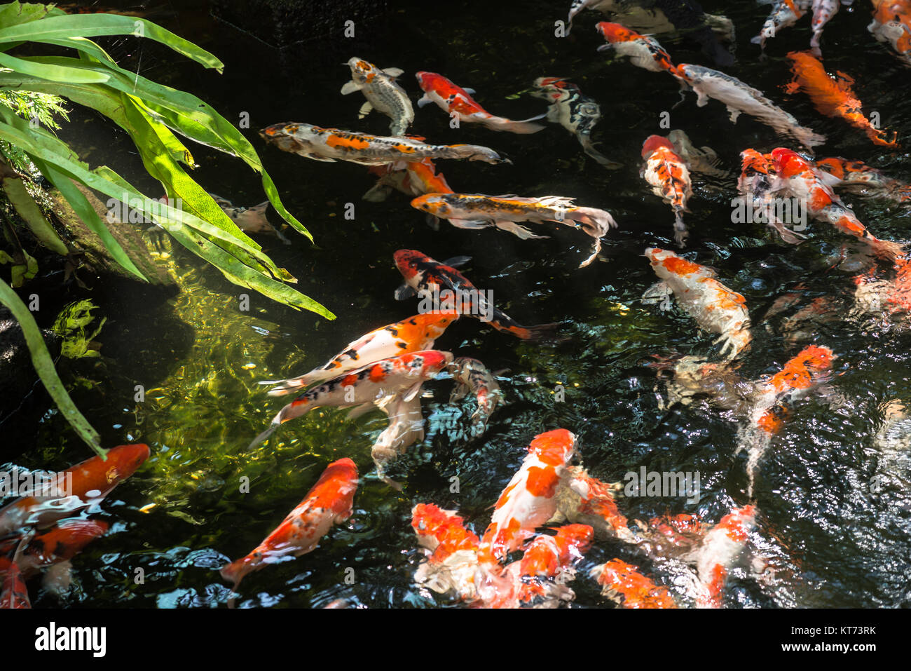 Koi fish in a pond on a sunny day Stock Photo - Alamy