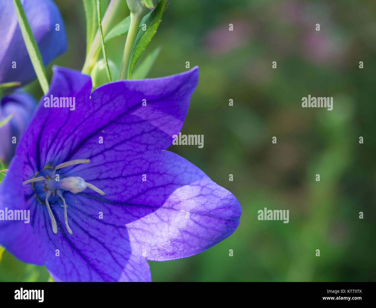 Beautiful balloon hi-res stock photography and images - Alamy