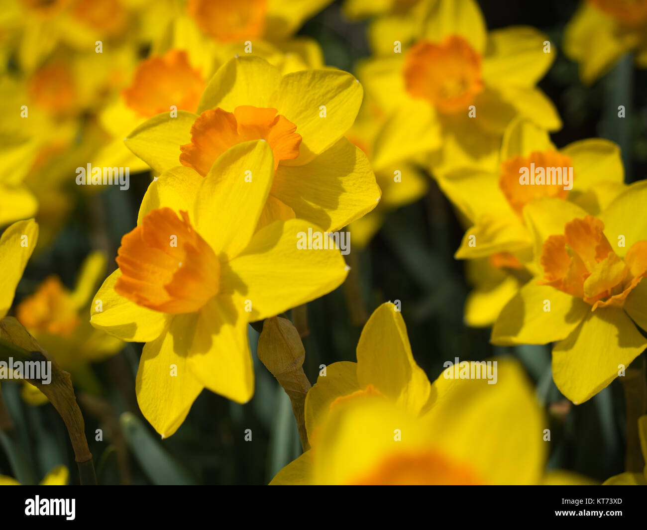 Garden of Yellow Daffodils Stock Photo - Alamy