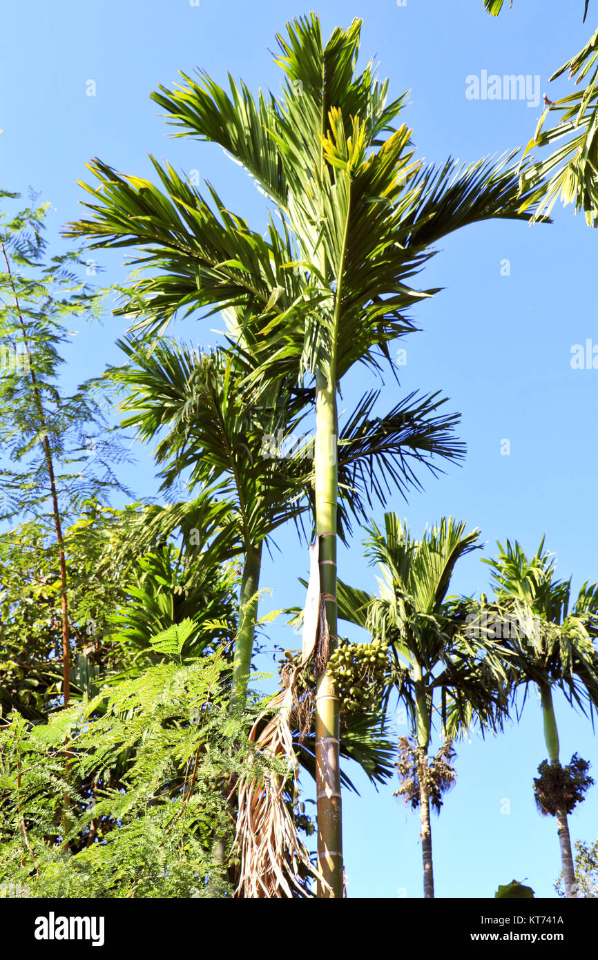 Betel Nut & Tree with fruits Stock Photo - Alamy