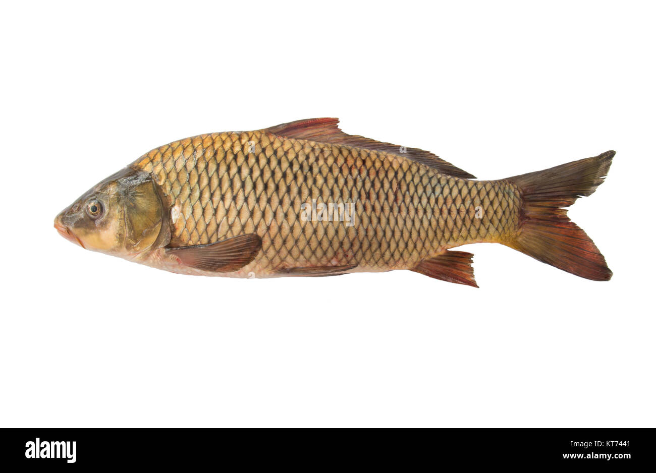Big carp isolated, white background Stock Photo - Alamy