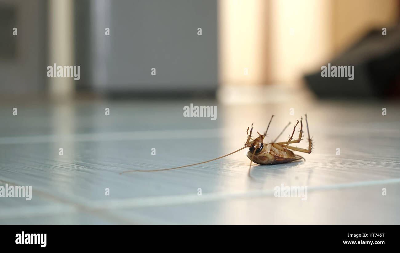 Dead cockroach on the floor Stock Photo - Alamy
