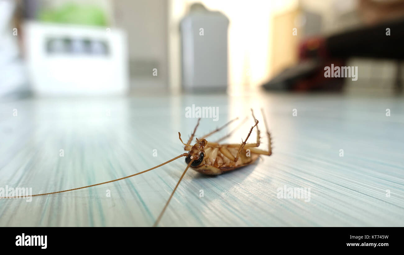 Dead cockroach on the floor Stock Photo - Alamy