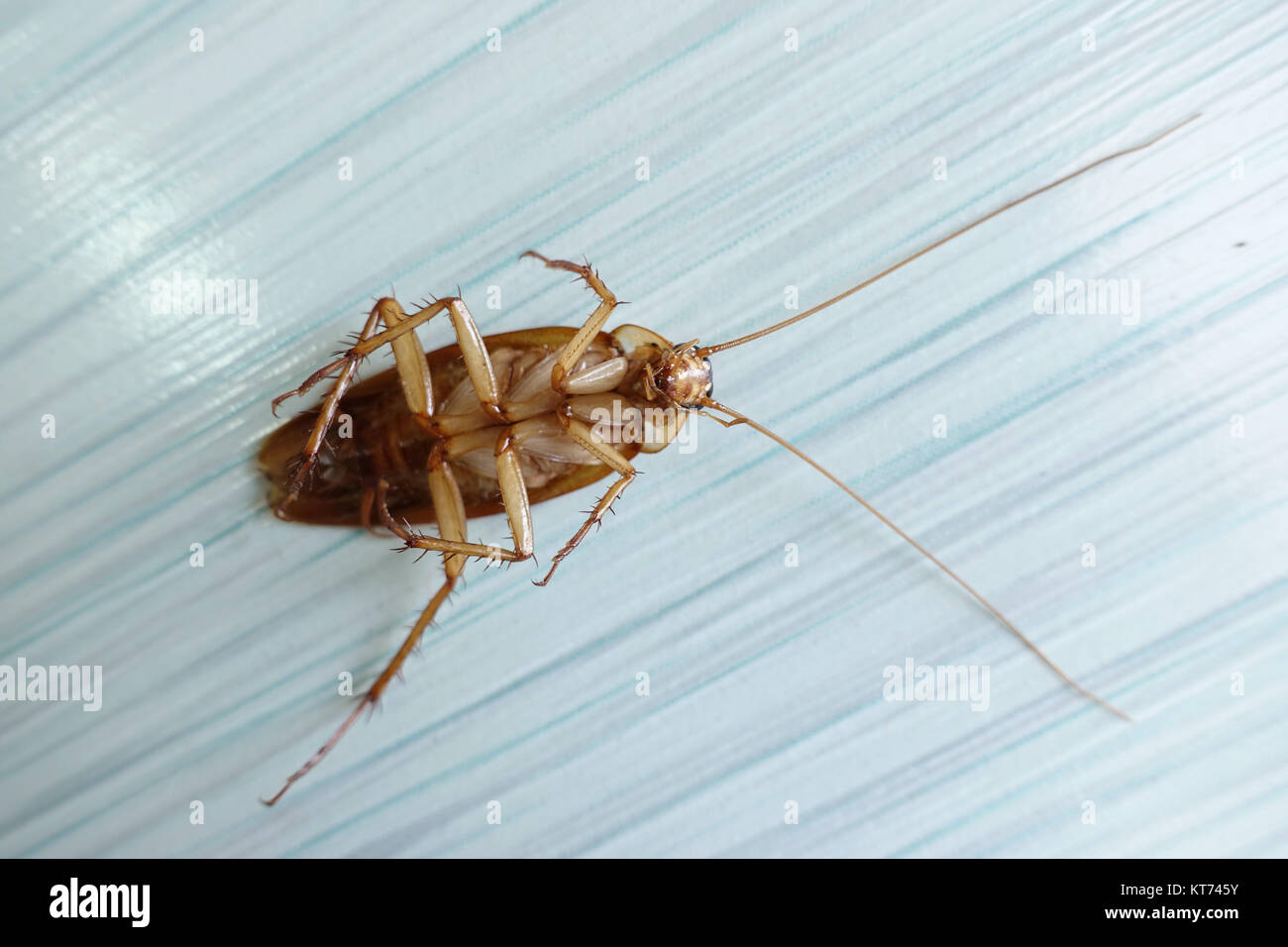 Dead cockroach on the floor Stock Photo - Alamy