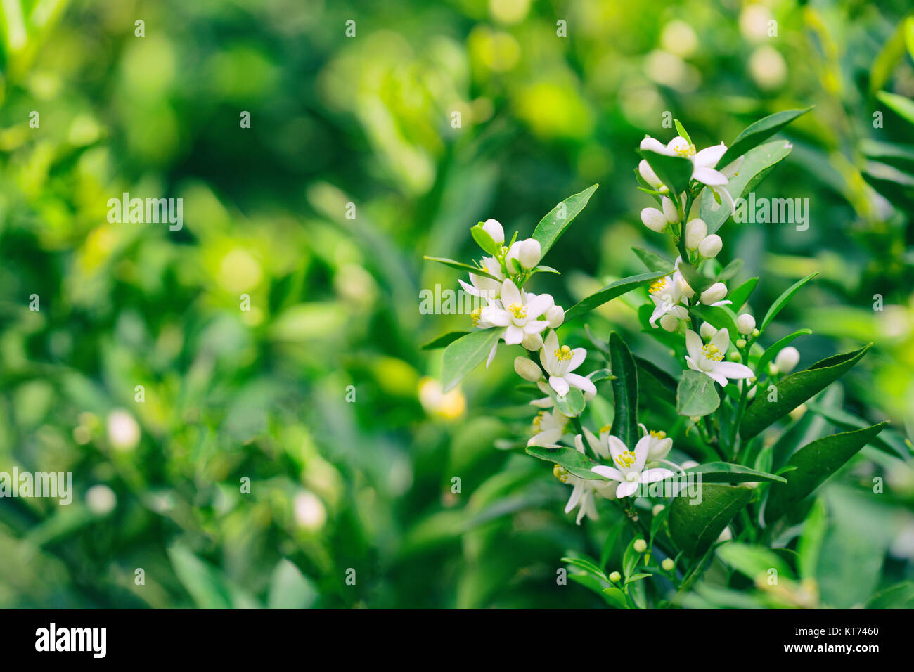 flower of orange fruit Stock Photo - Alamy