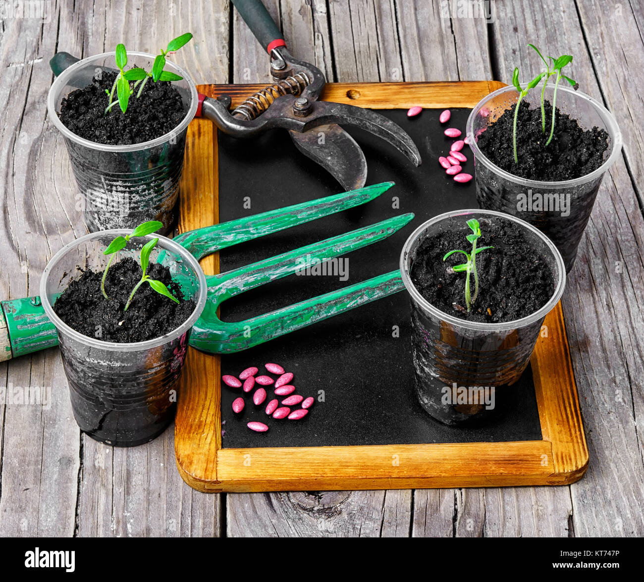 Sowing seeds of spring flowers and garden tools Stock Photo - Alamy