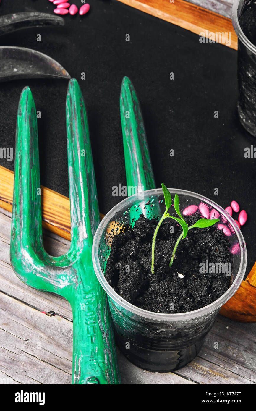 Sowing seeds of spring flowers and garden tools Stock Photo - Alamy