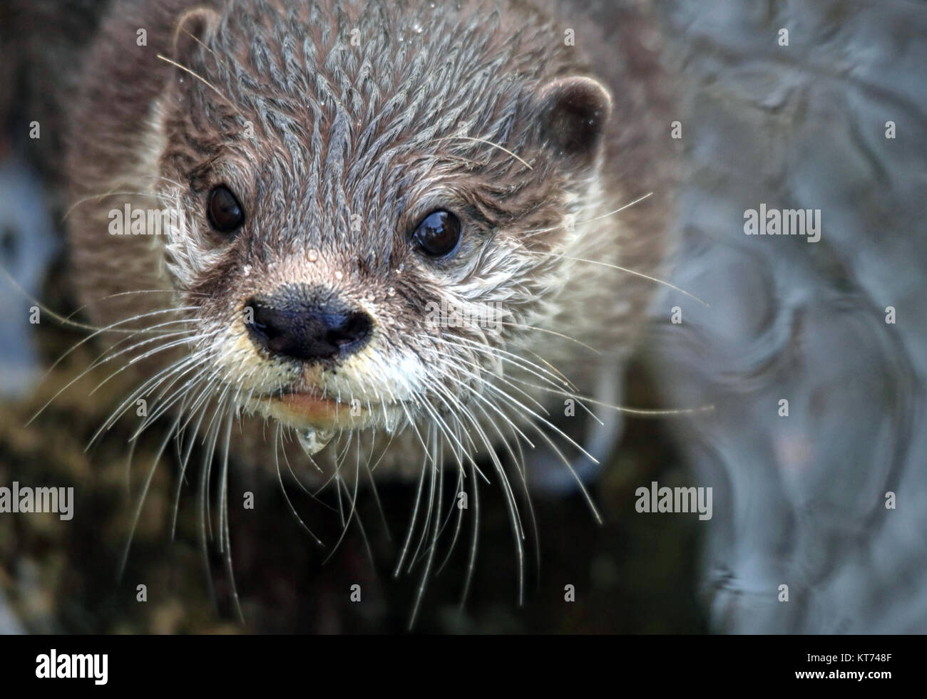 asian dwarf otter aonyx cinerea Stock Photo - Alamy