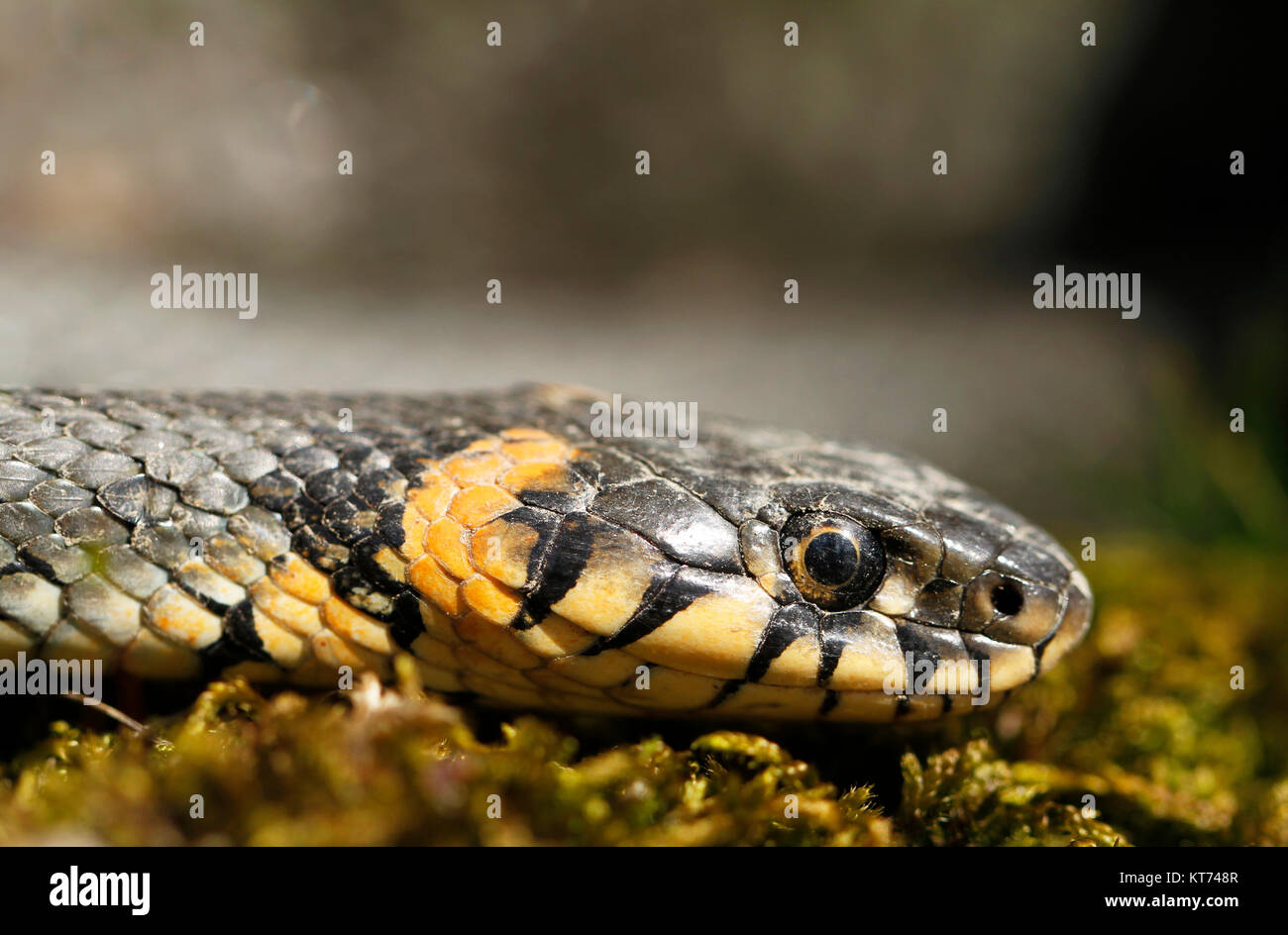 Grass snake slithering on moss in spring in Finland. Distinctive marks ...