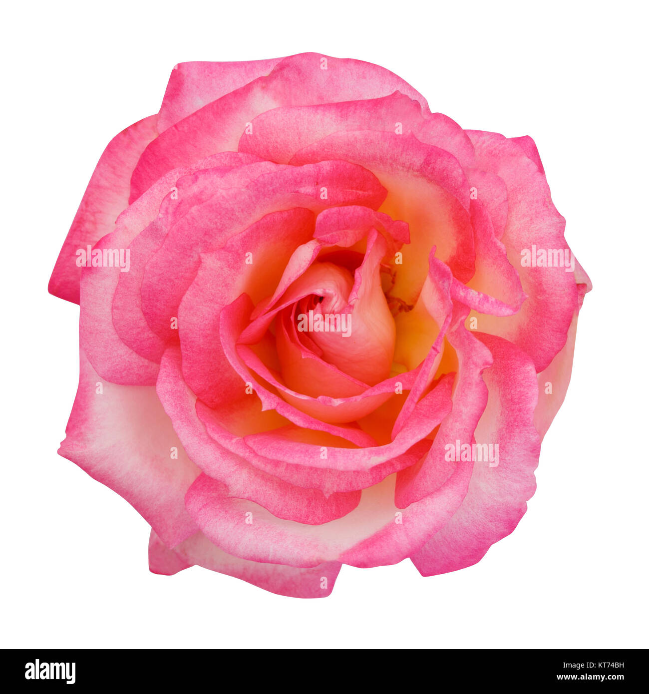 Pink rose isolated on white background Stock Photo - Alamy