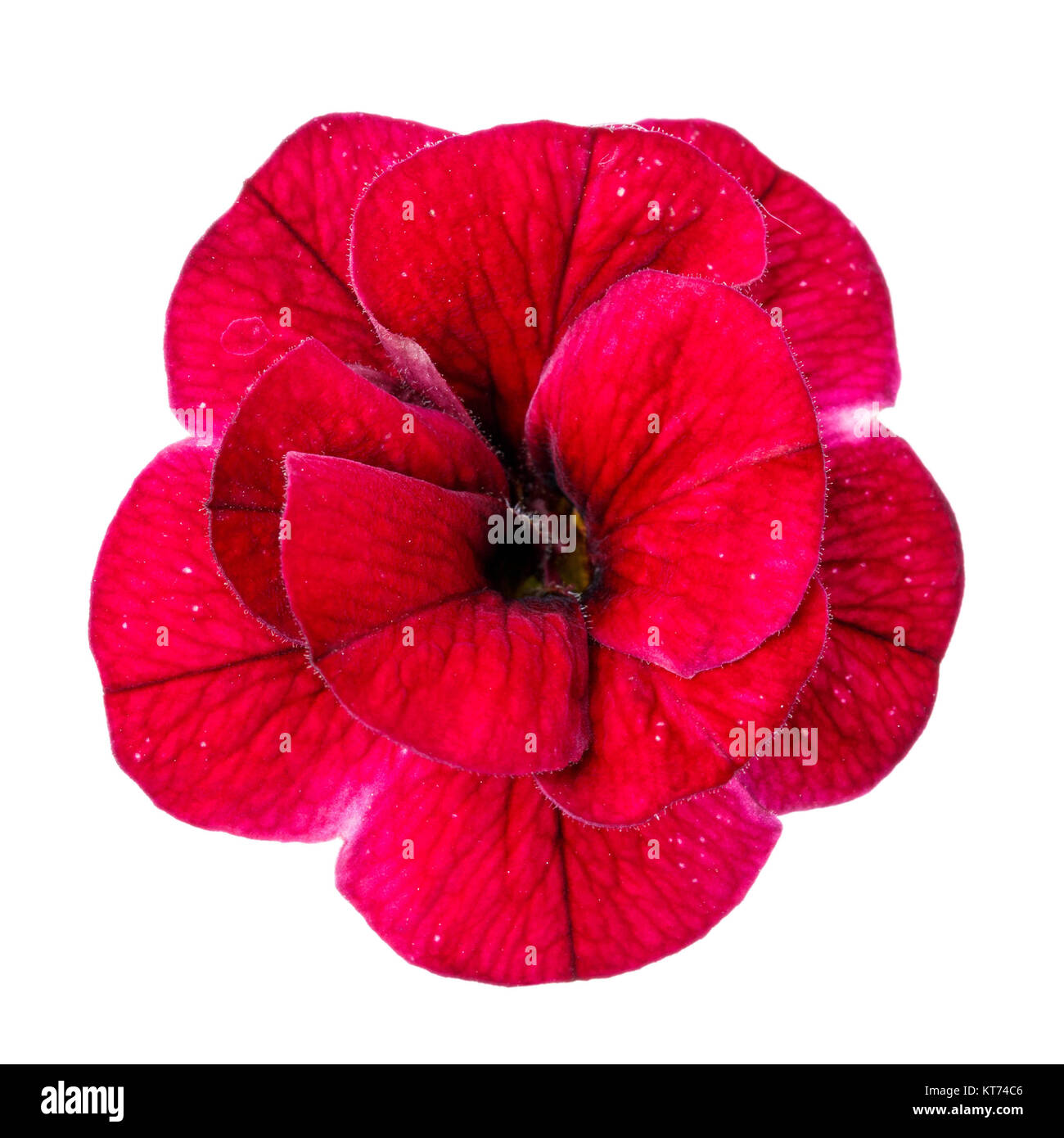 red flower isolated Stock Photo - Alamy