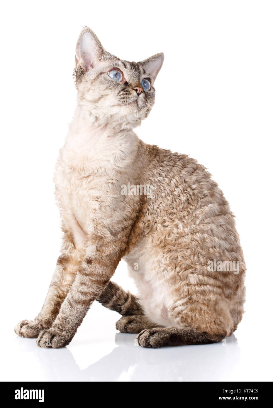 gray devon rex cat with big ears on white background Stock Photo - Alamy