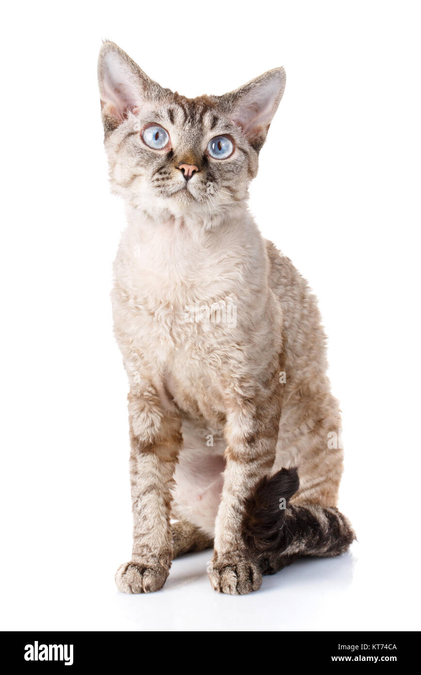 nice gray devon rex cat Stock Photo - Alamy