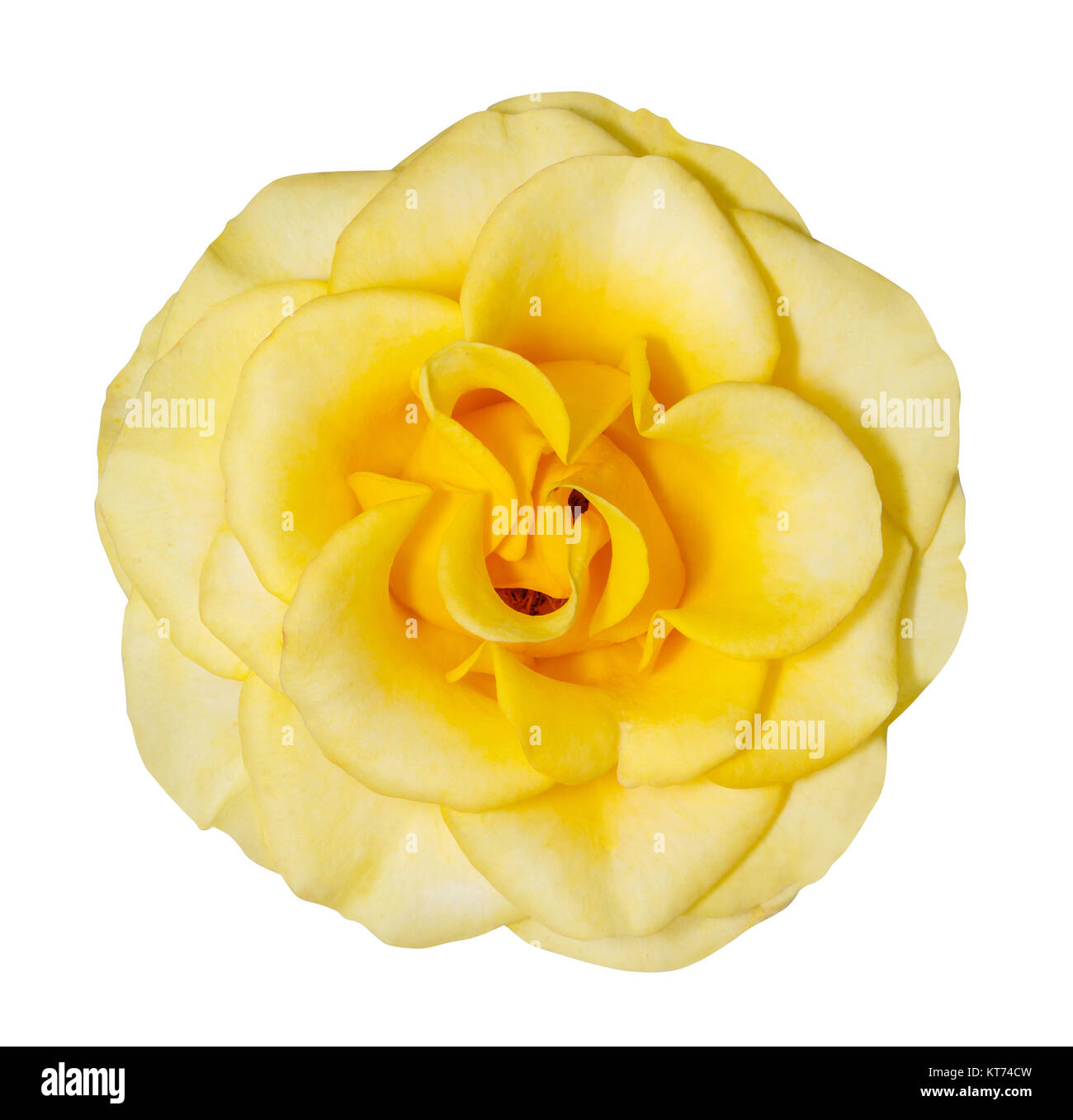 yellow flower head isolated on white background Stock Photo - Alamy