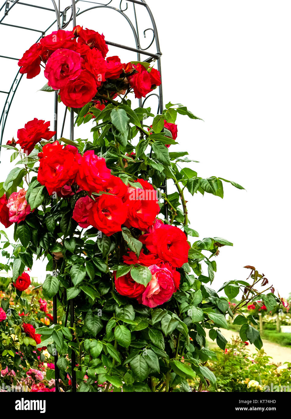 Red climbing roses hi-res stock photography and images - Alamy