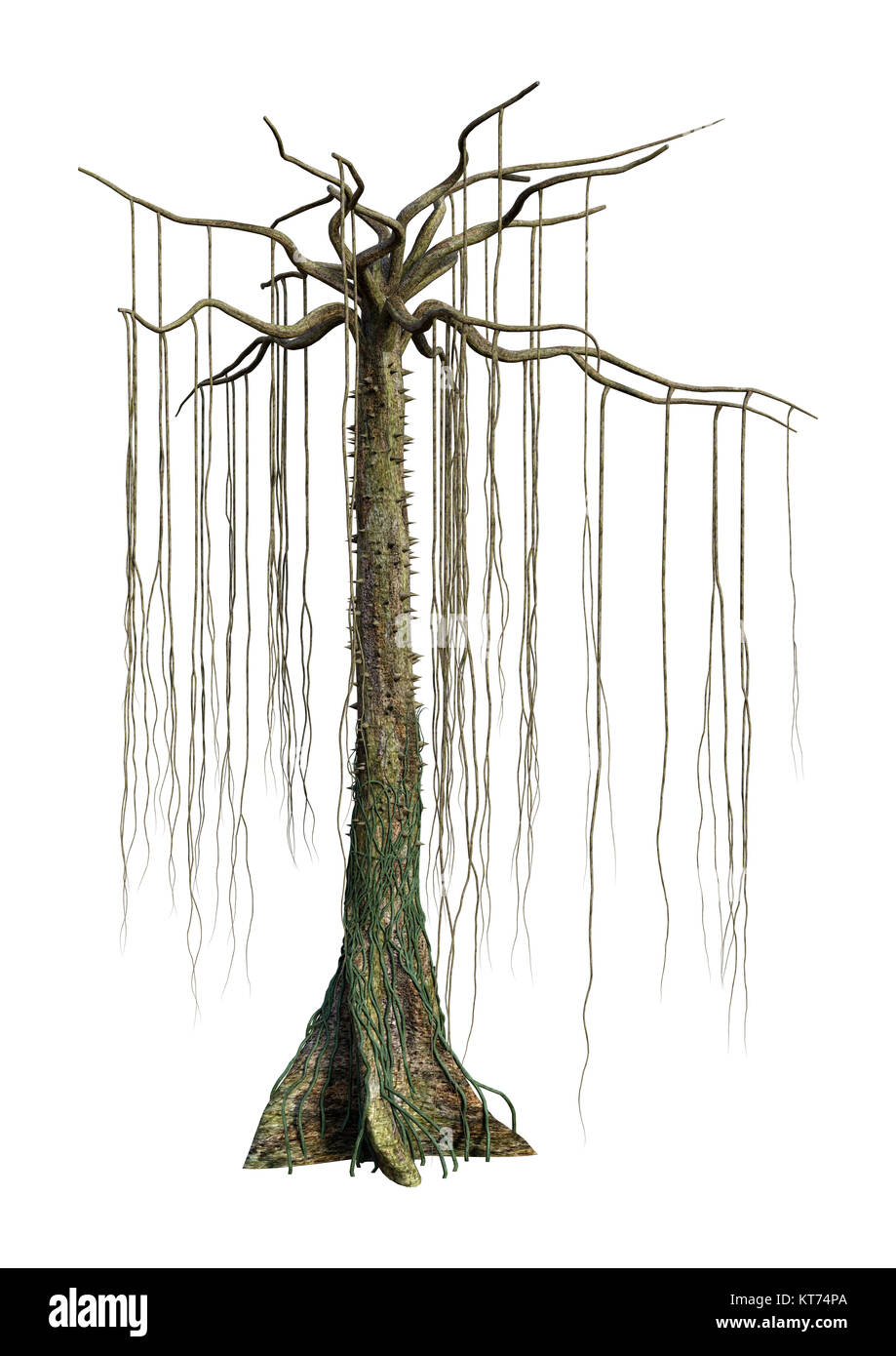 3D Rendering Kapok Tree on White Stock Photo - Alamy