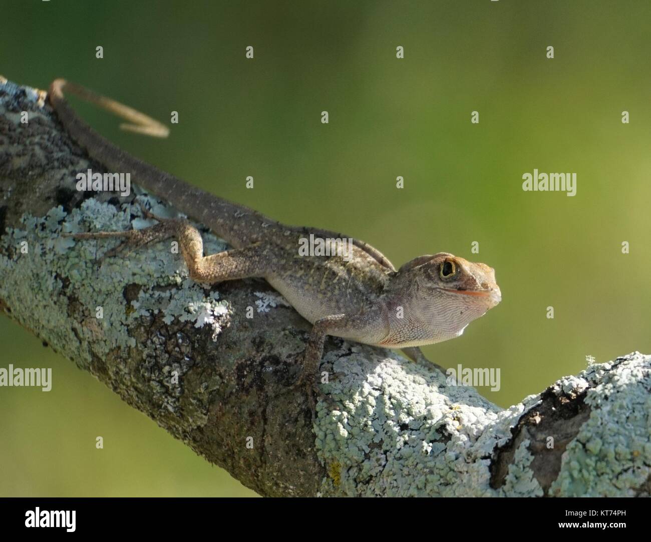 Brown anole lizard hi-res stock photography and images - Alamy