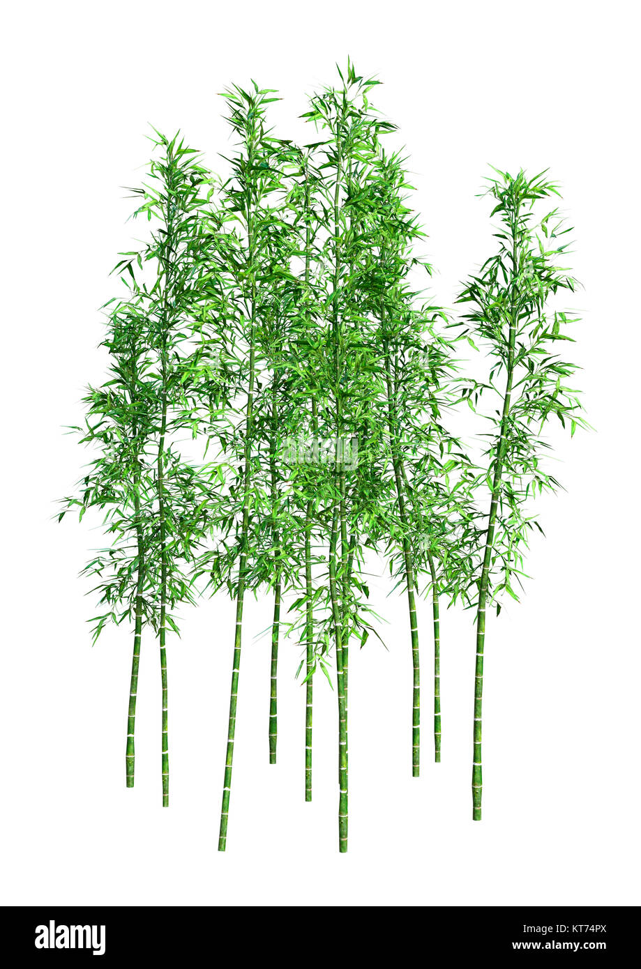 Bamboo trees on white Cut Out Stock Images & Pictures - Alamy