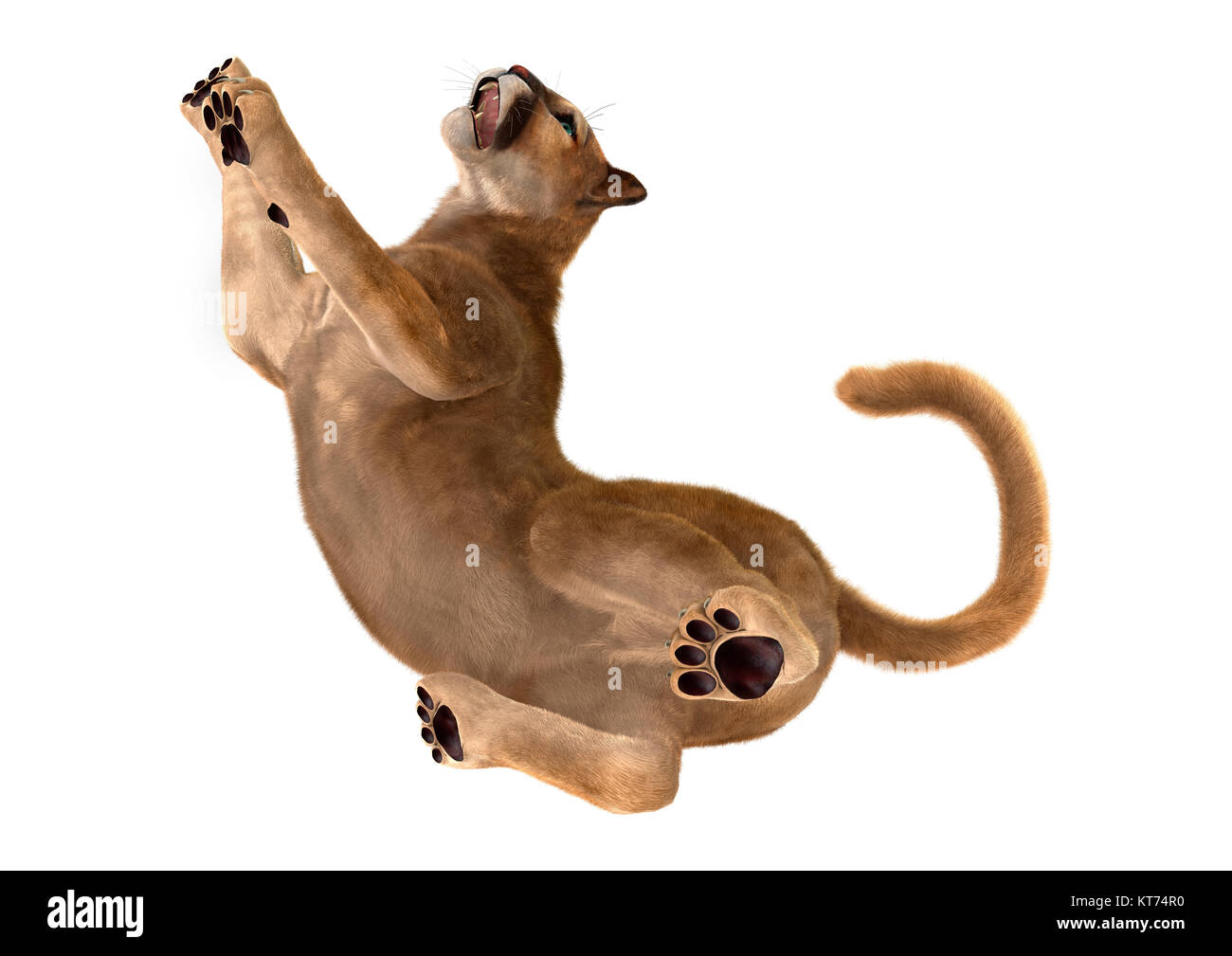 Puma cat animal Cut Out Stock Images & Pictures - Alamy