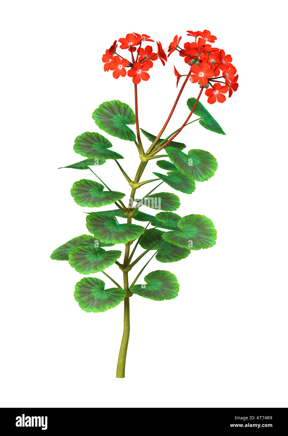 White geranium Cut Out Stock Images & Pictures - Alamy