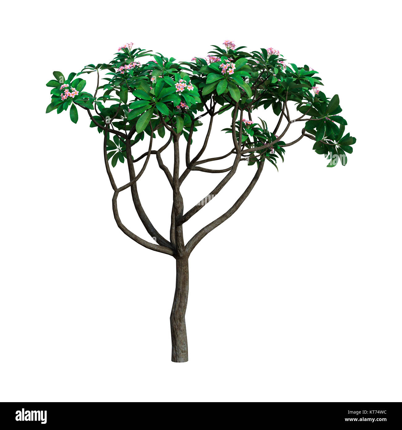 Blooming tree white pink Cut Out Stock Images & Pictures - Alamy